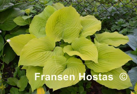 Hosta Coast to Coast - Fransen Hostas